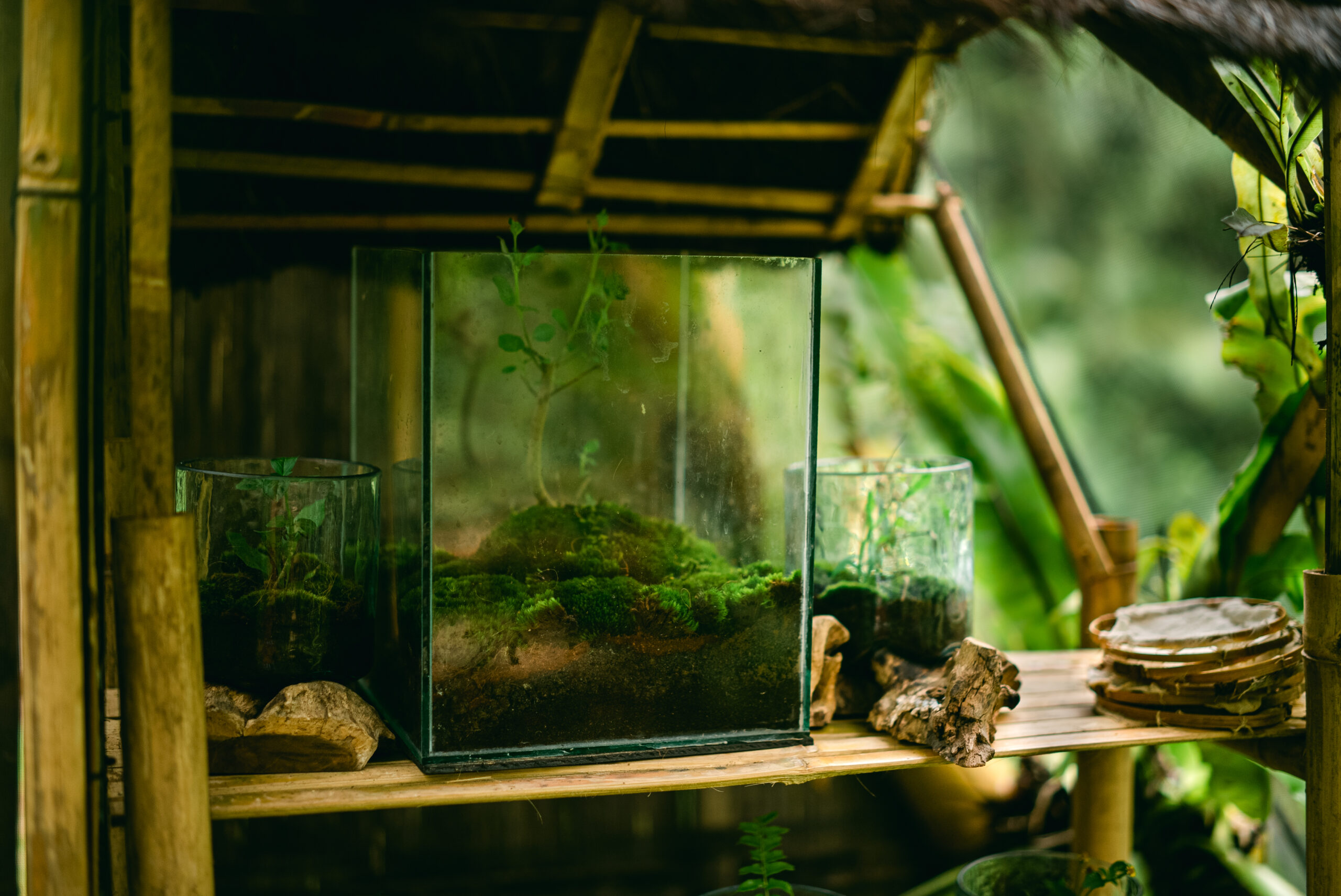 Fireflies Conservation - Bring Back The Light